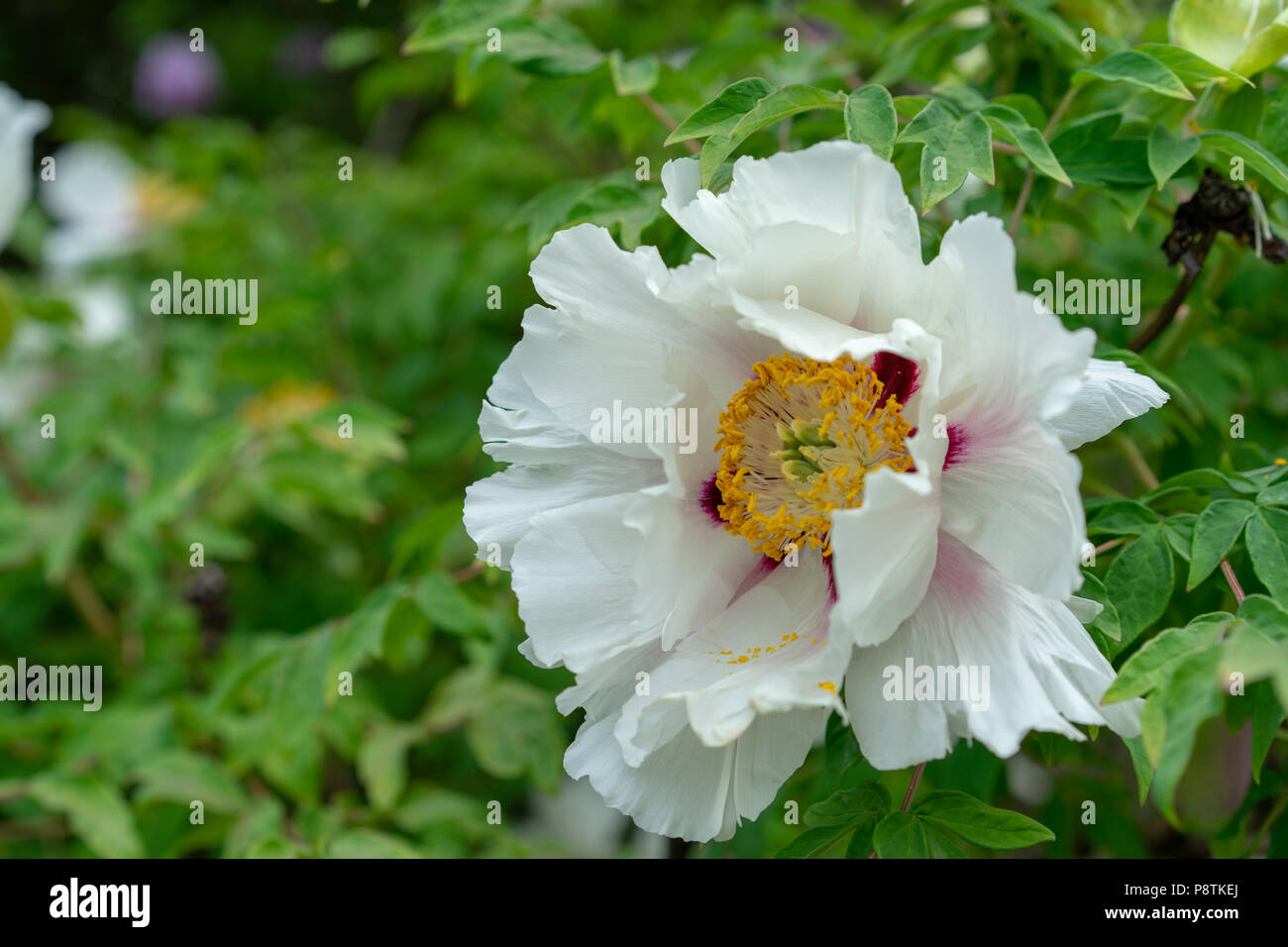 Blooming tree peony. Big white peonies bloom in the spring season known ...