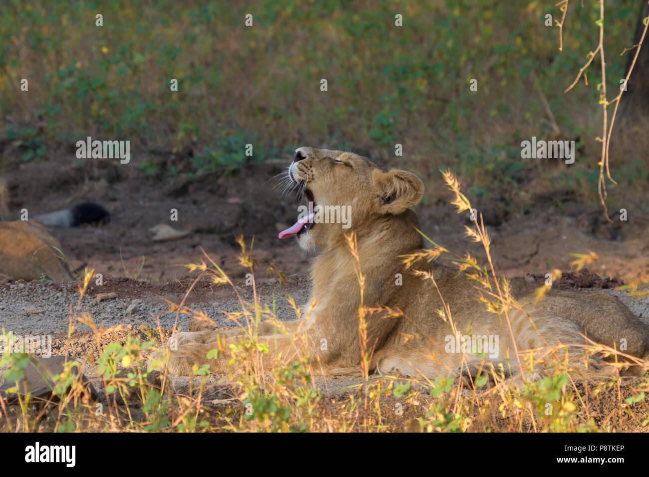 Asiatic Lion or Asian Lion or Panthera leo leo yawning at Gir National ...