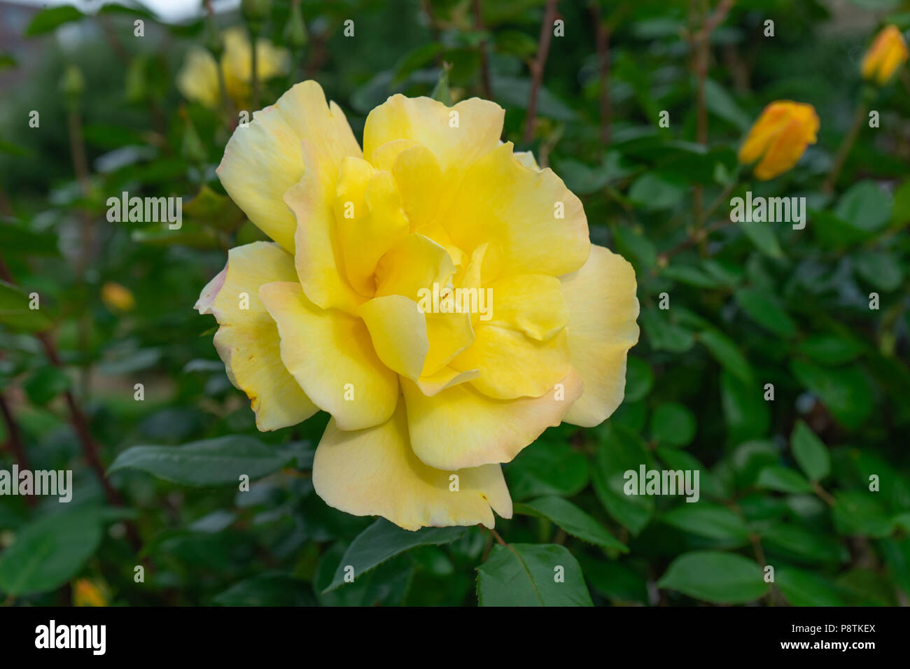 yellow rose bud in garden with green leaf background Stock Photo - Alamy