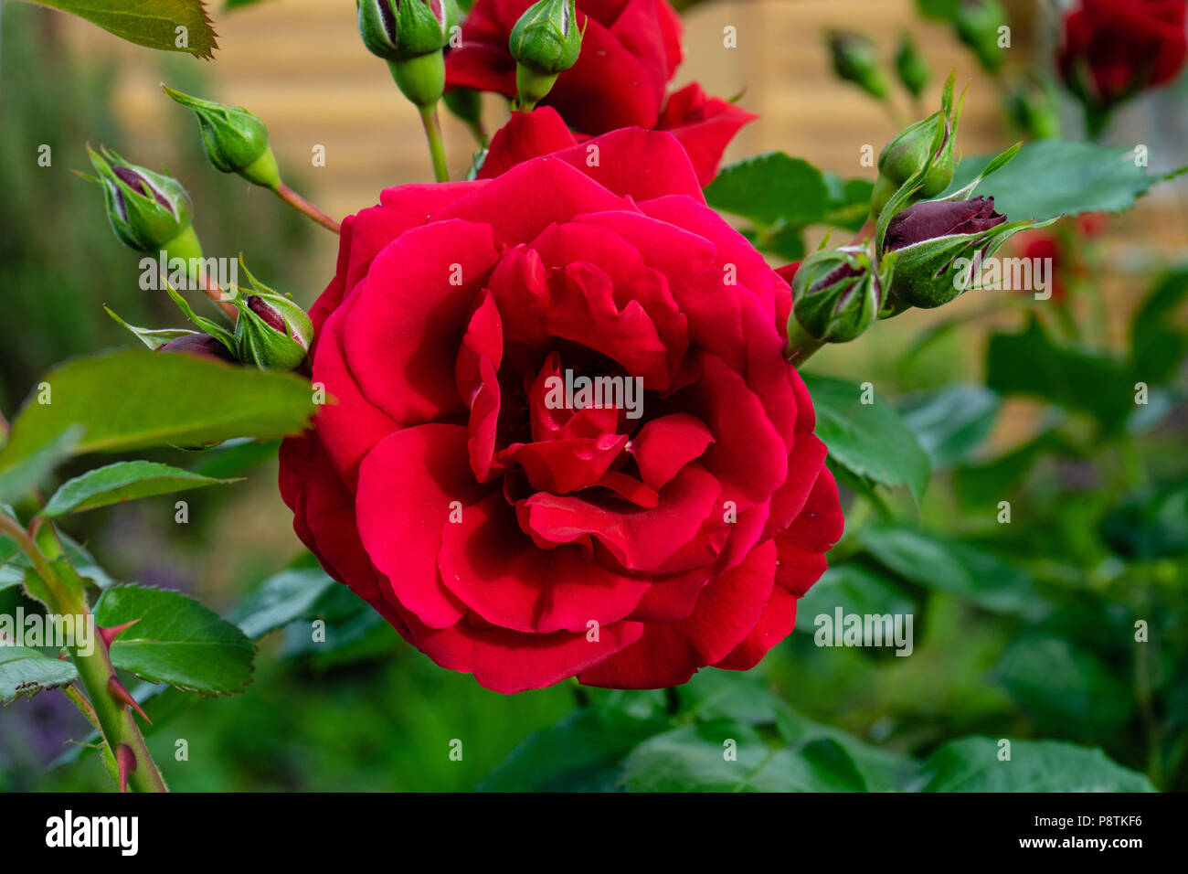 big flower bud of red rose, front view Stock Photo - Alamy
