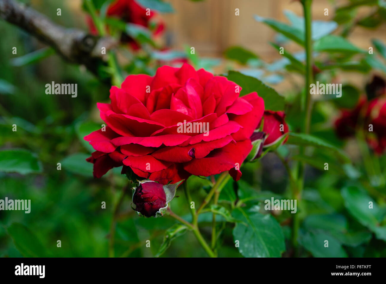 Perfect red rose bud hi-res stock photography and images - Alamy