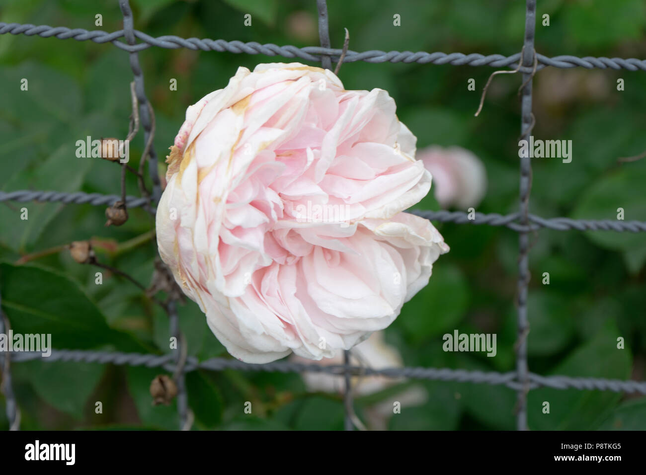 pink rose bud front view with small fence Stock Photo - Alamy