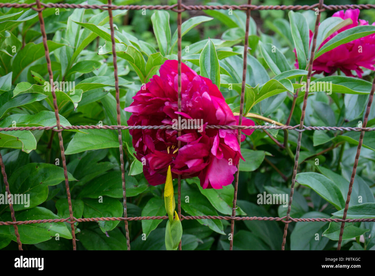 purple rose bud front view with small fence Stock Photo - Alamy