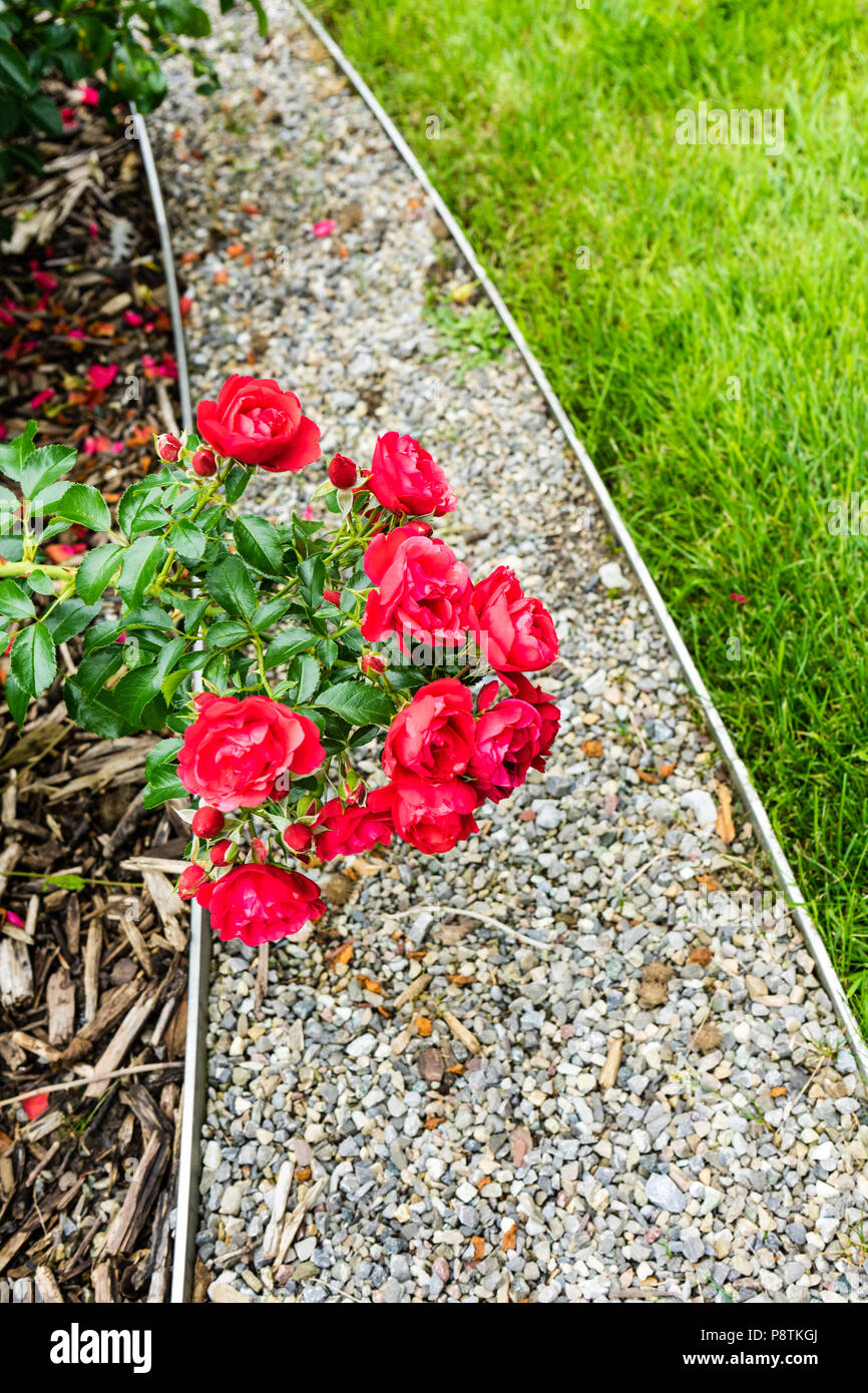 red rose bush in park hanging on shingle path with meadow Stock Photo ...