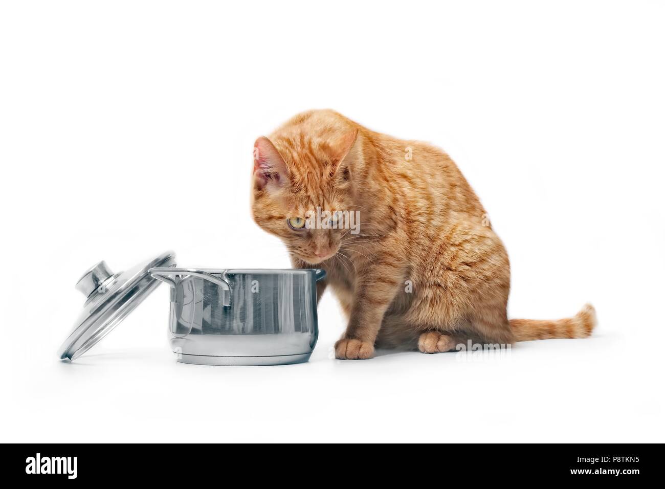 Cat in cooking pot hi-res stock photography and images - Alamy