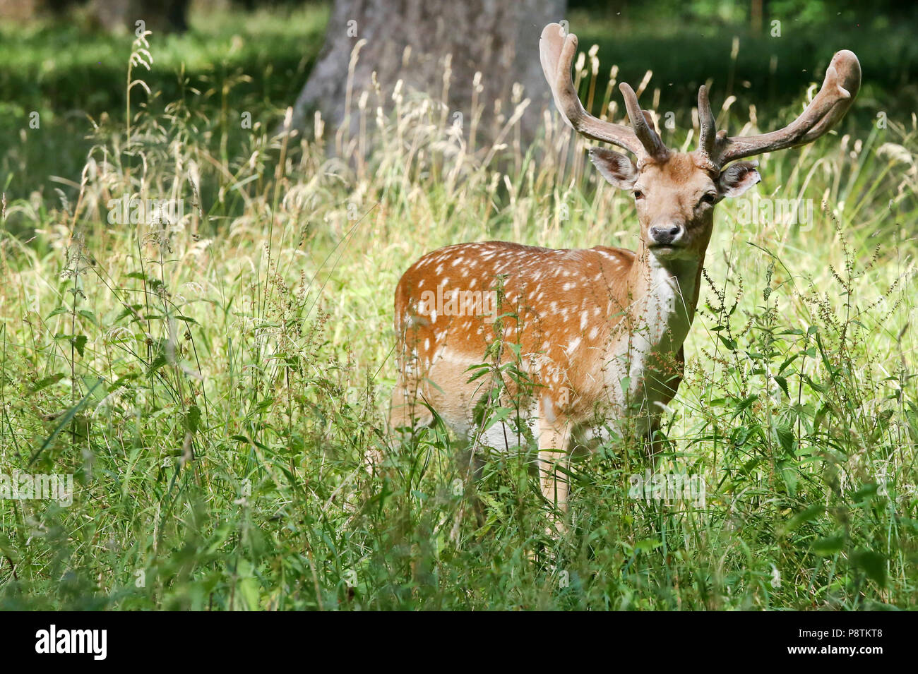 Dyrehaven park hi-res stock photography and images - Alamy