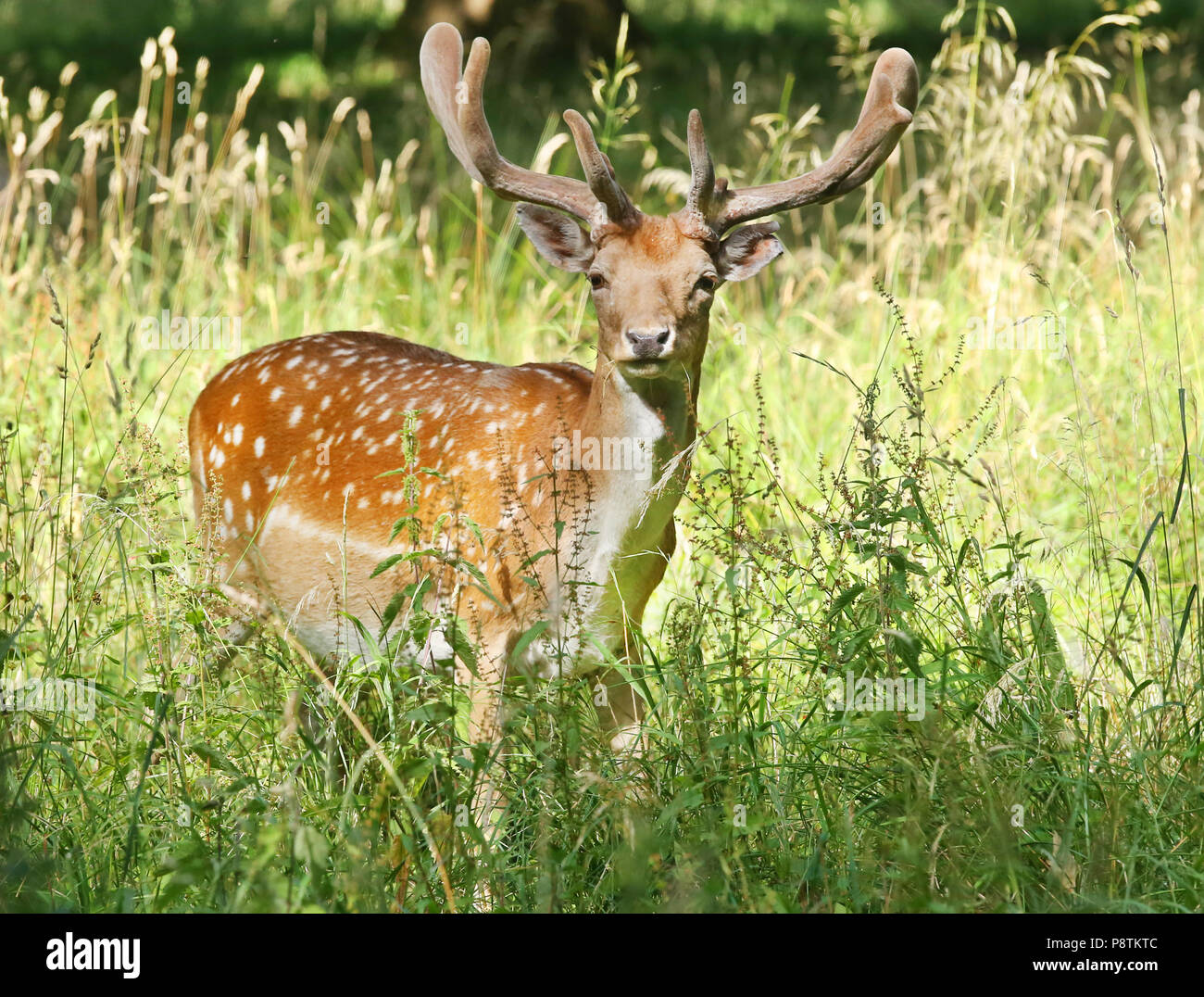 Dyrehaven hi-res stock photography and images - Alamy