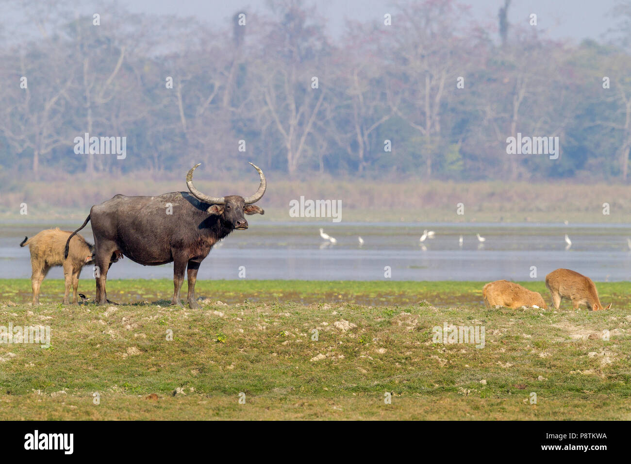 Water buffalo or Bubalus bubalis or domestic Asian water buffalo and ...