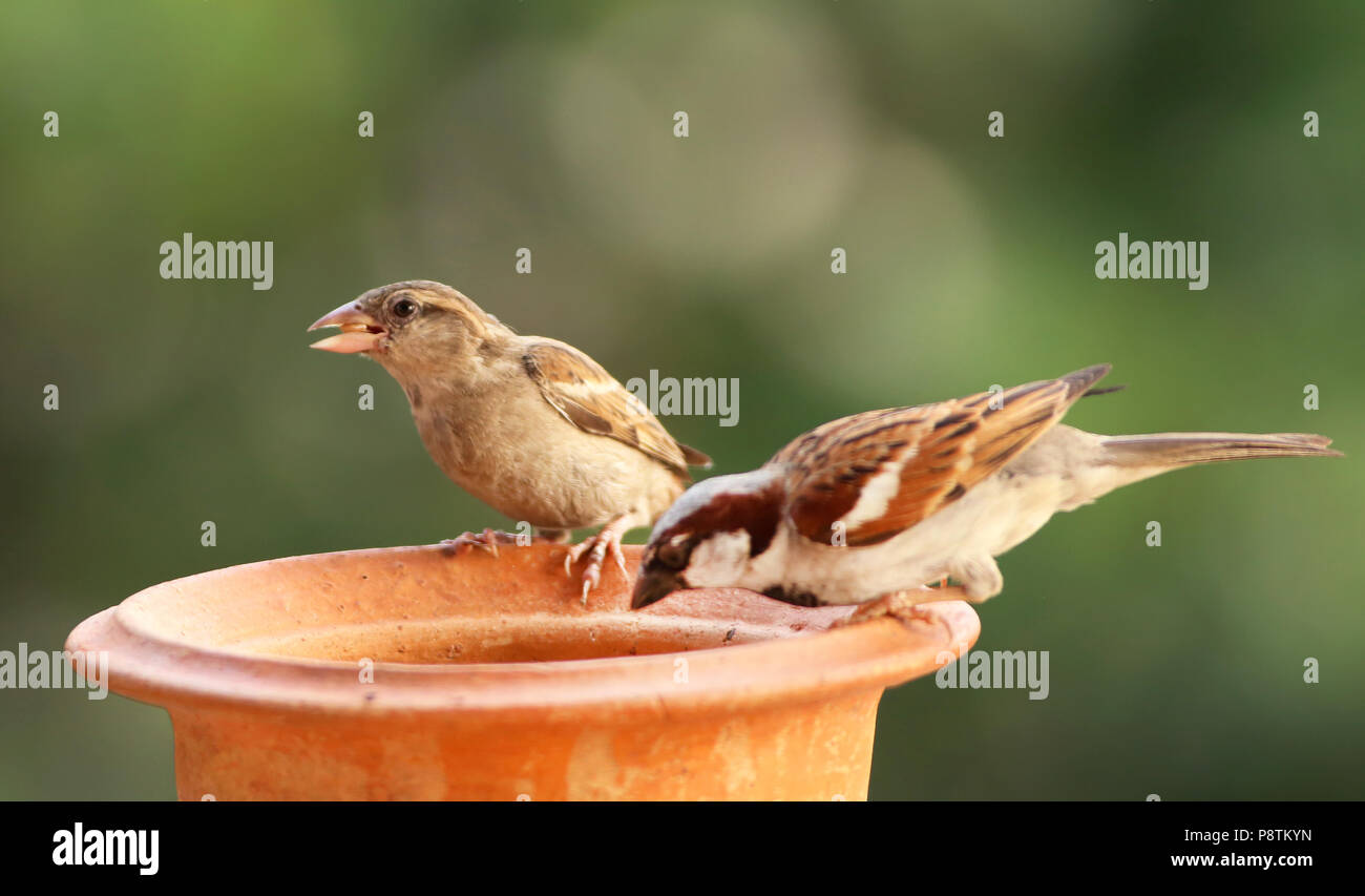 Male house sparrow from hi-res stock photography and images - Alamy