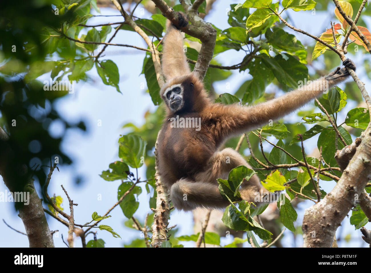 Endangered Western Hoolock Gibbons (Female) or Hoolock hoolock at ...