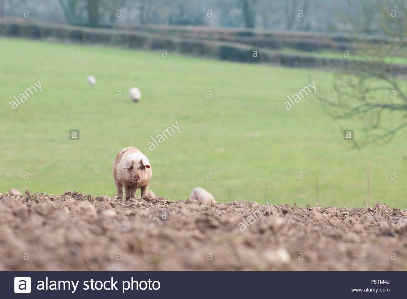 Pigs In A Field Stock Photos & Pigs In A Field Stock Images - Alamy