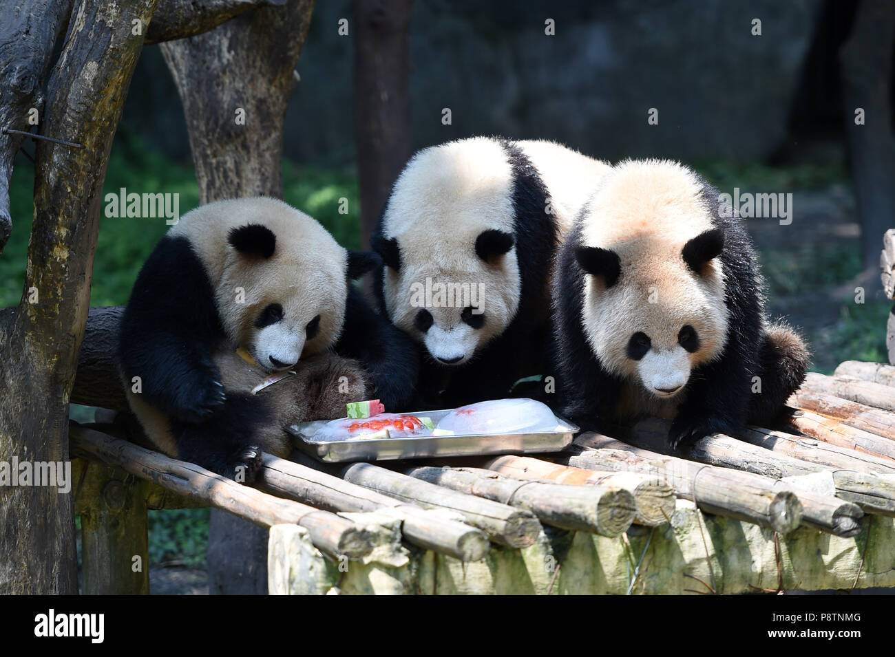 Food pandas hi-res stock photography and images - Alamy