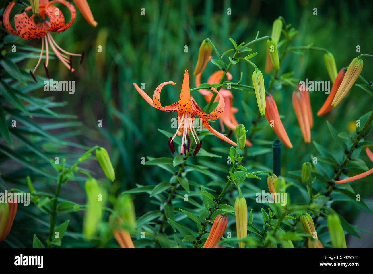 a close up view of the tiger lily garden Stock Photo - Alamy