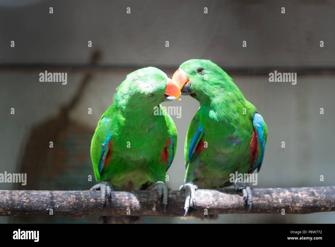 Two green parrot hi-res stock photography and images - Alamy