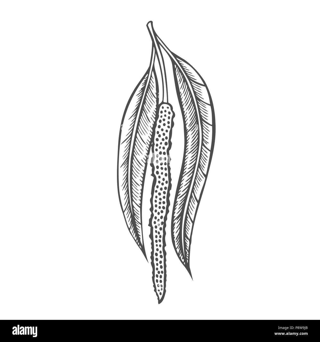 birch branch, bud tree, hand drawn isolated on white Stock Vector Image ...