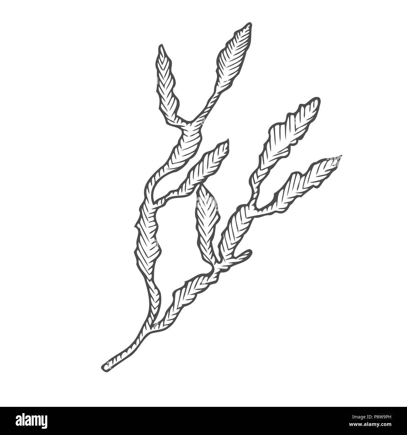 Illustration of Hand Drawn Sketch Seaweed Isolated on White Background ...