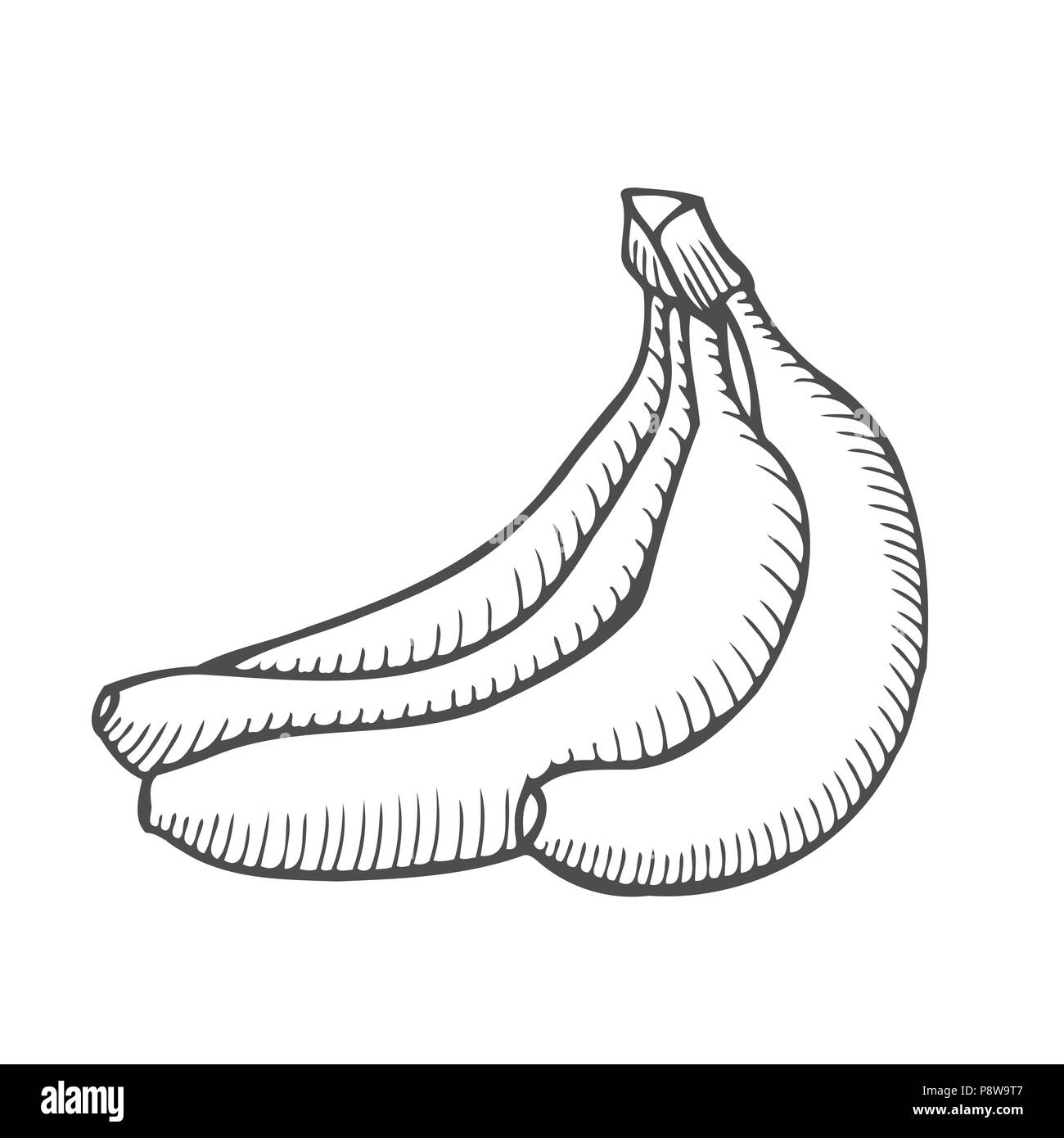 Hand drawn Vector Single Sketch Banana illustration. Isolated on white ...