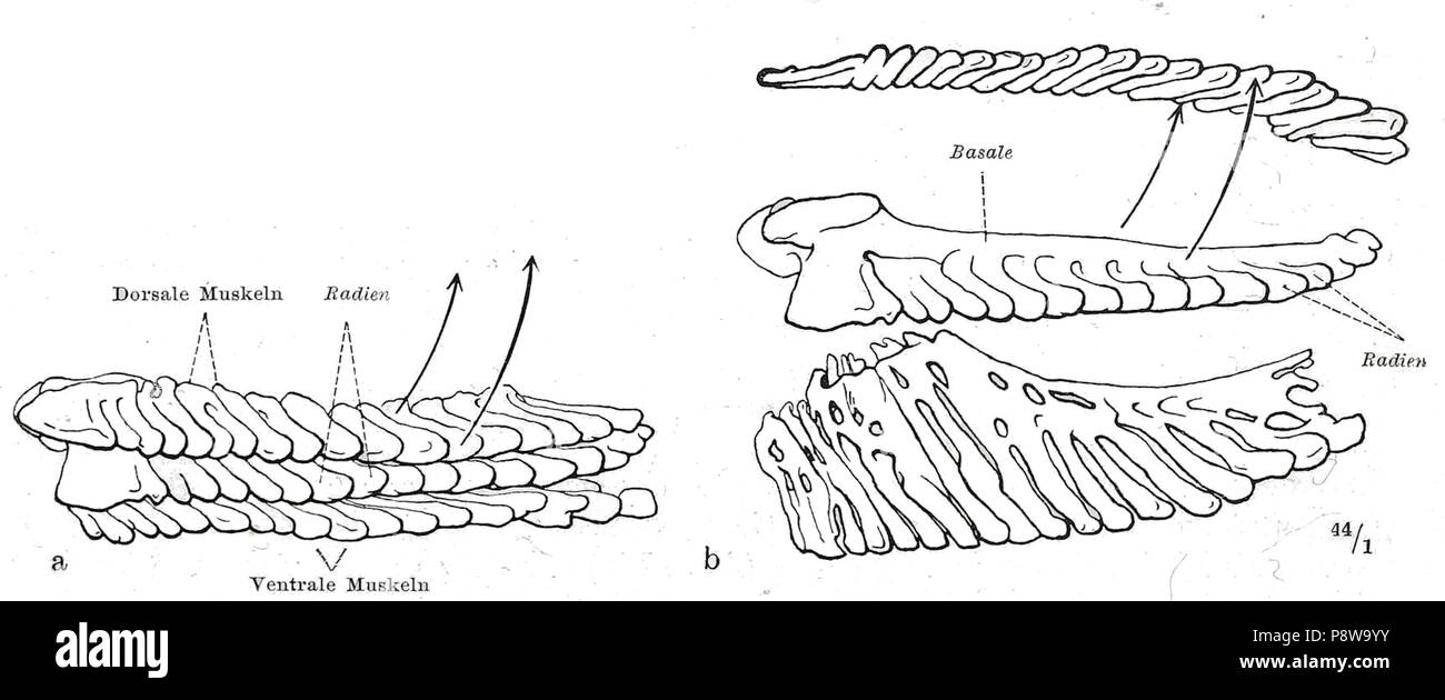 Braus 1921 hi-res stock photography and images - Alamy