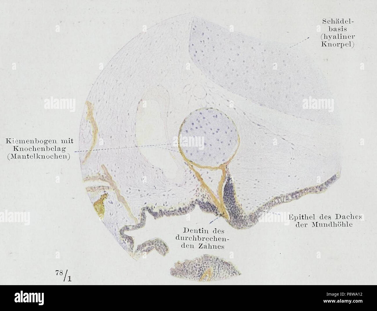 1921 14 hi-res stock photography and images - Alamy