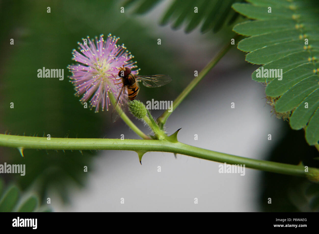 Pollen feeding hi-res stock photography and images - Alamy