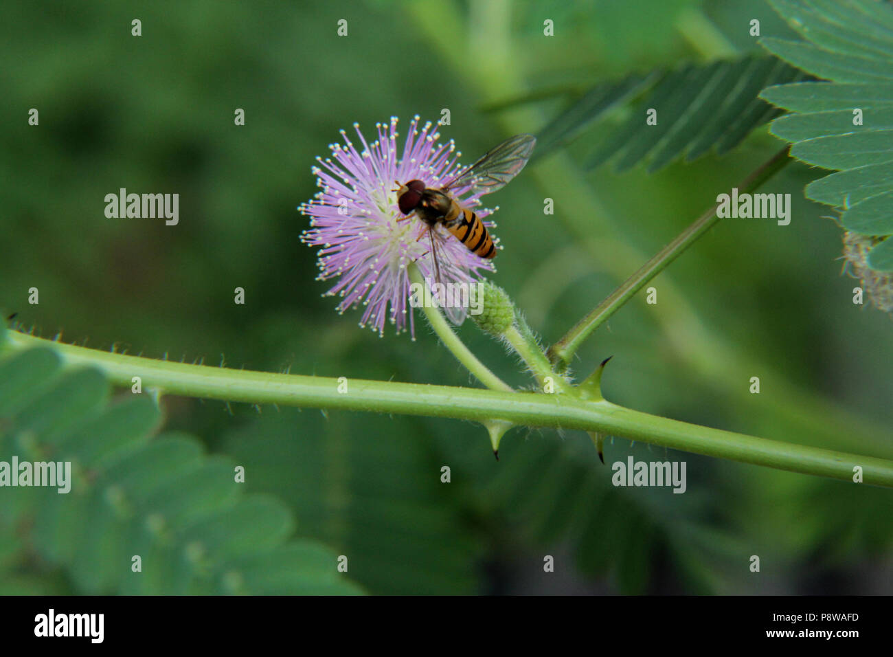 Pollen Feeding insect on Mimosa Pudica Flower Stock Photo - Alamy