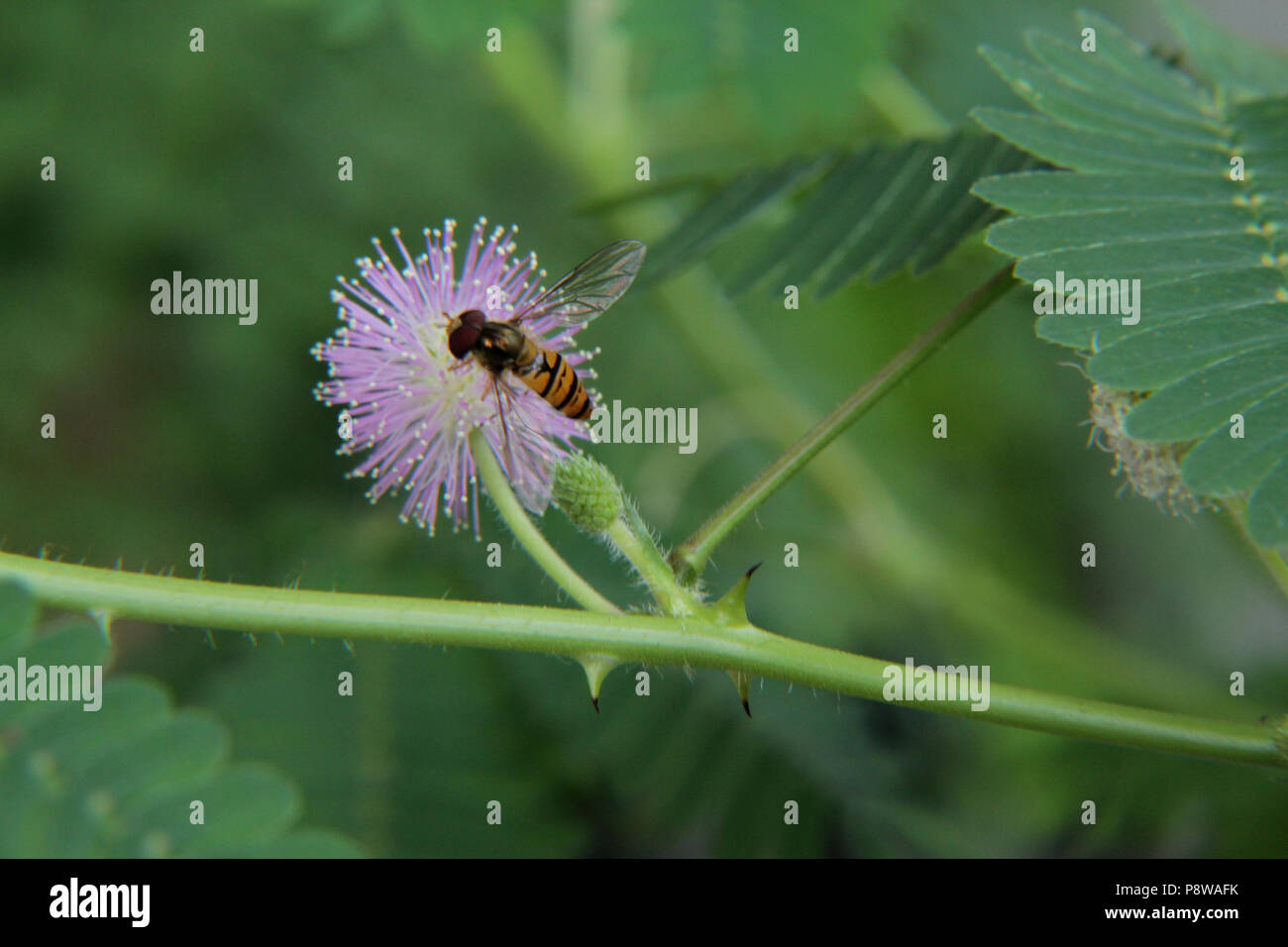 Pollen Feeding insect on Mimosa Pudica Flower Stock Photo - Alamy