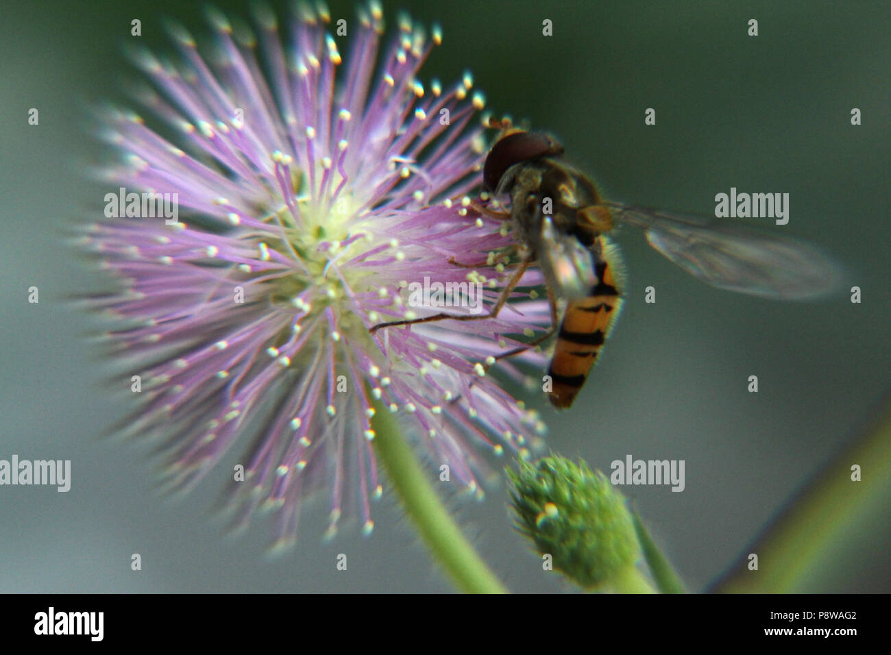Pollen Feeding insect on Mimosa Pudica Flower Stock Photo - Alamy