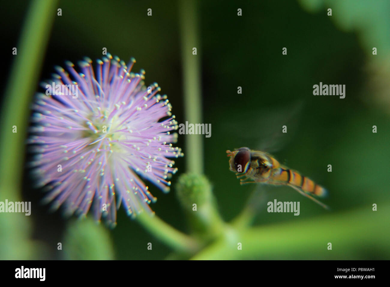Pollen Feeding insect on Mimosa Pudica Flower Stock Photo - Alamy