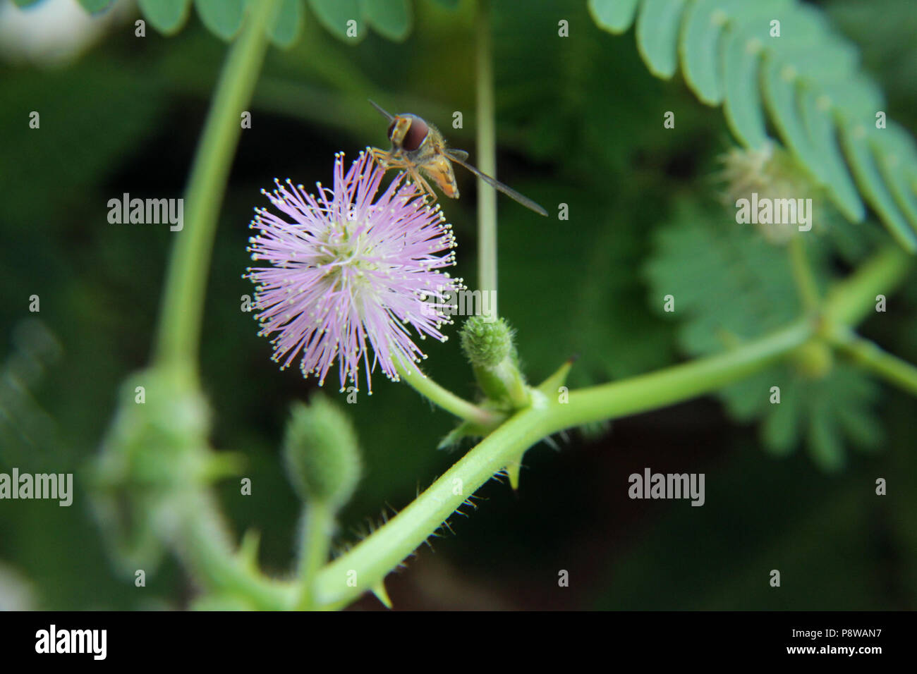 Pollen Feeding insect on Mimosa Pudica Flower Stock Photo - Alamy