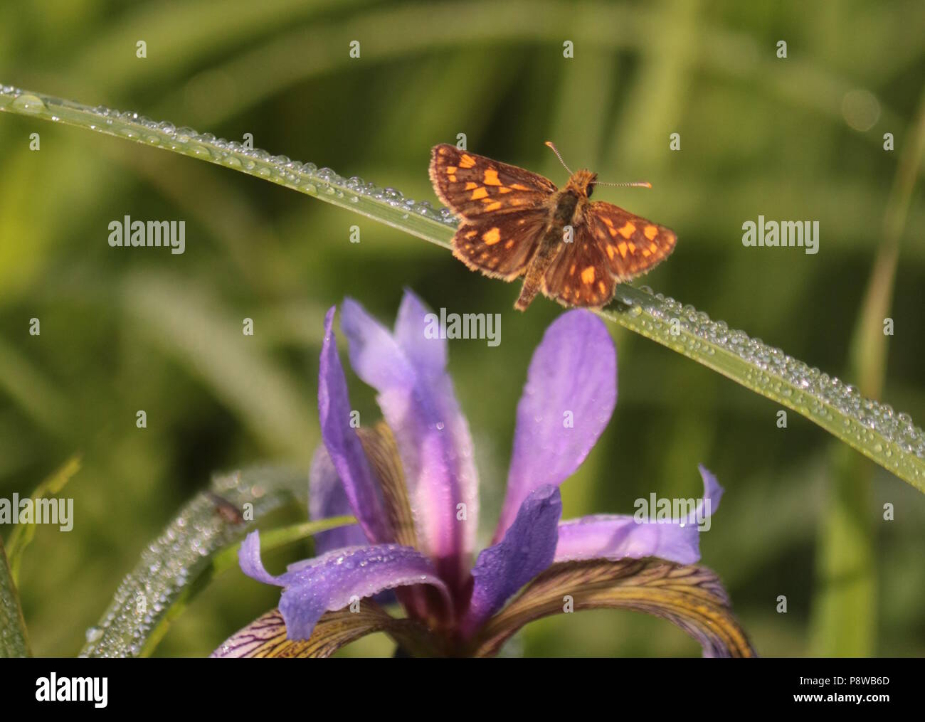 Morning Moth High Resolution Stock Photography and Images - Alamy