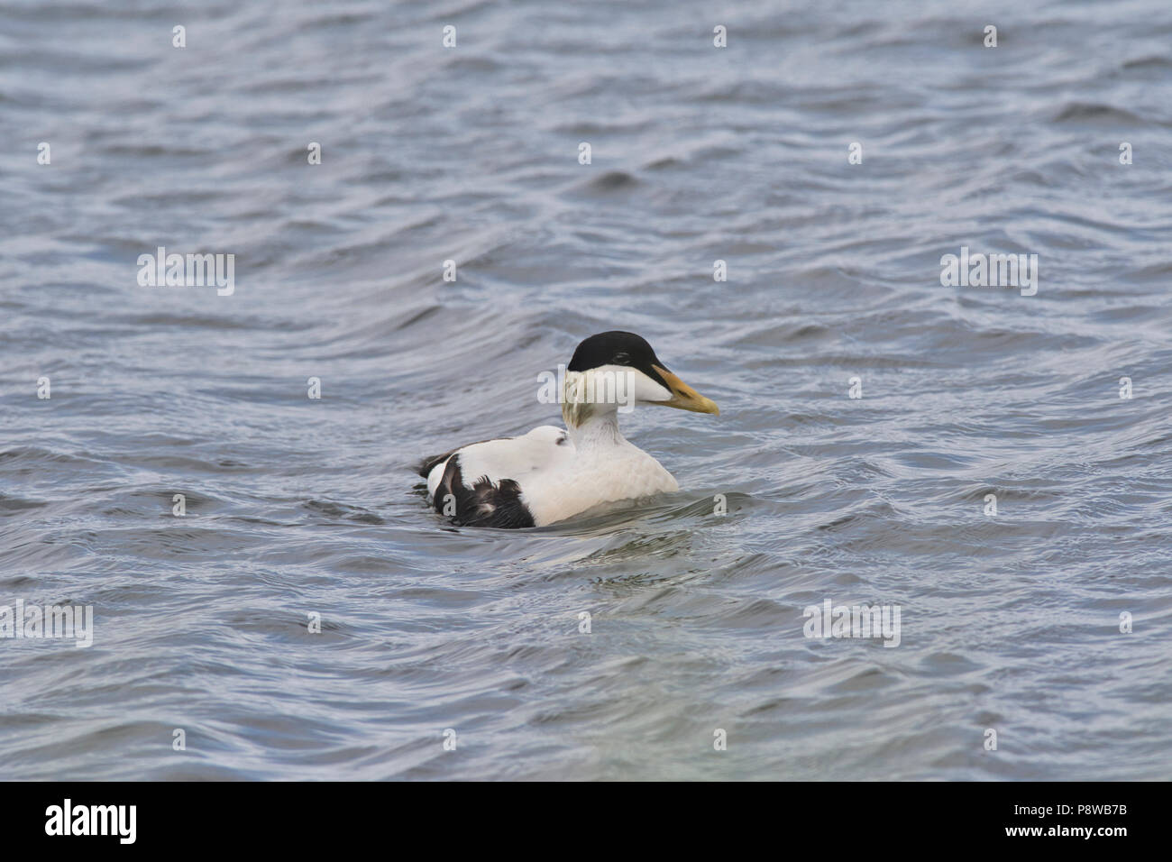 Male or drake common eider (Somateria mollissima) swimming in the sea ...