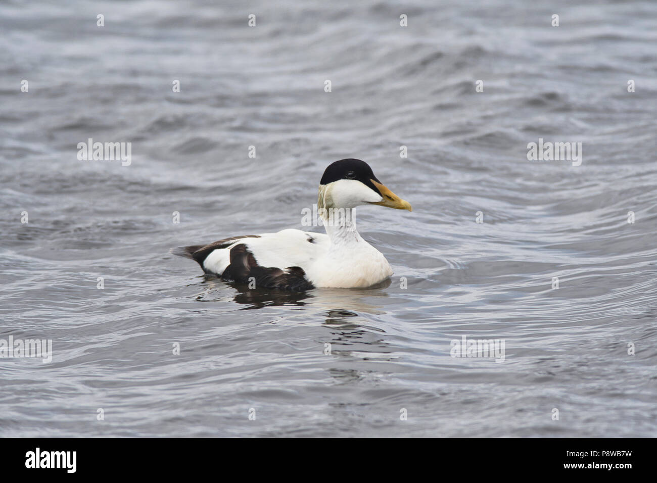 Common eider eider comun hi-res stock photography and images - Alamy