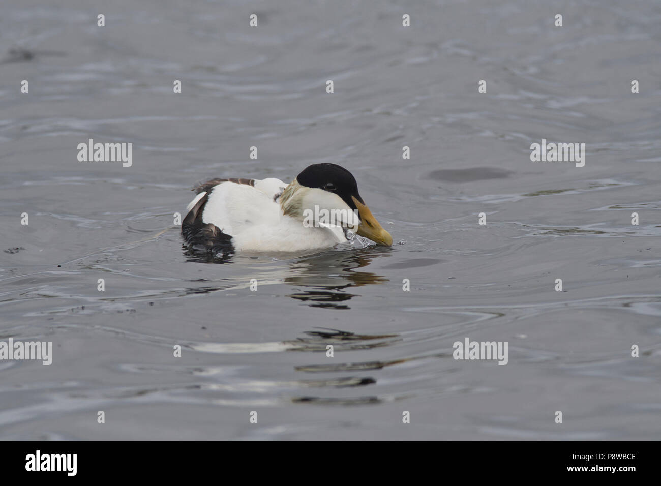 Male or drake common eider (Somateria mollissima) swimming in the sea ...