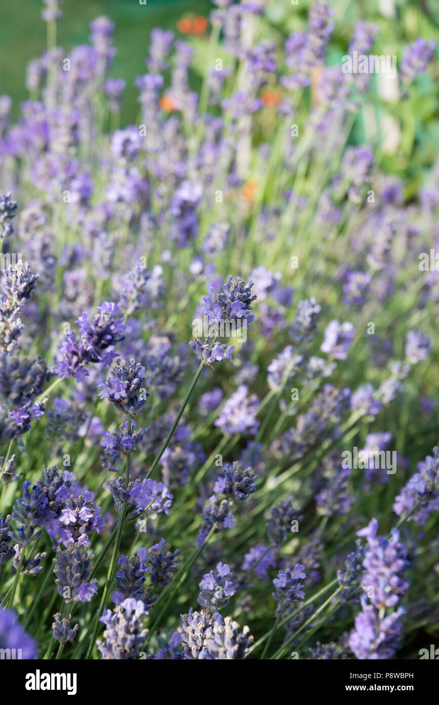 Aunties hi-res stock photography and images - Alamy