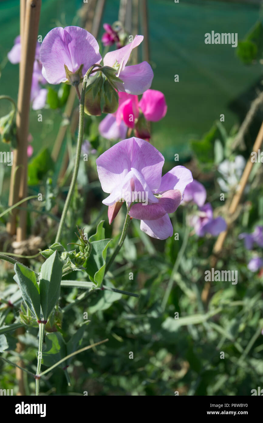 Garden regular hi-res stock photography and images - Alamy