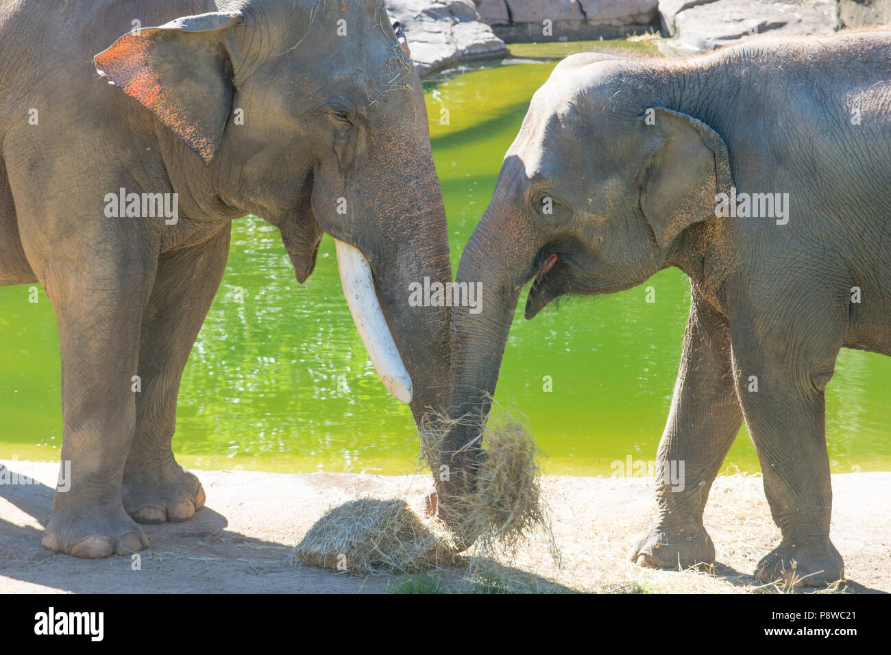 Asian elephants Spike (male, with tusks) and female Rani enjoy ...