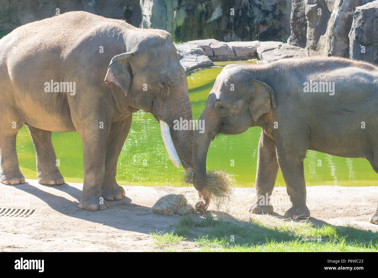 Asian elephants Spike (male, with tusks) and female Rani enjoy ...