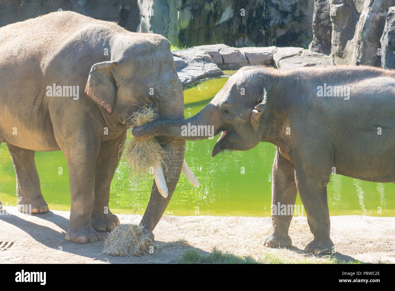 Asian elephants Spike (male, with tusks) and female Rani enjoy ...