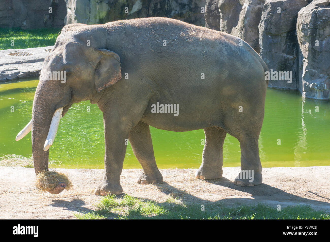 Asian elephant Spike carries a bite of hay at the National Zoo in ...