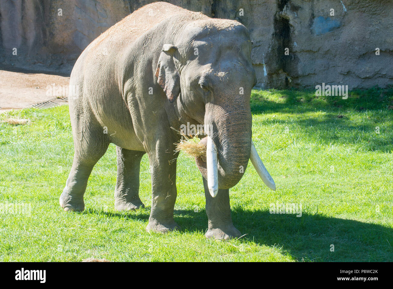 Asian elephant Spike carries a bite of hay at the National Zoo in ...