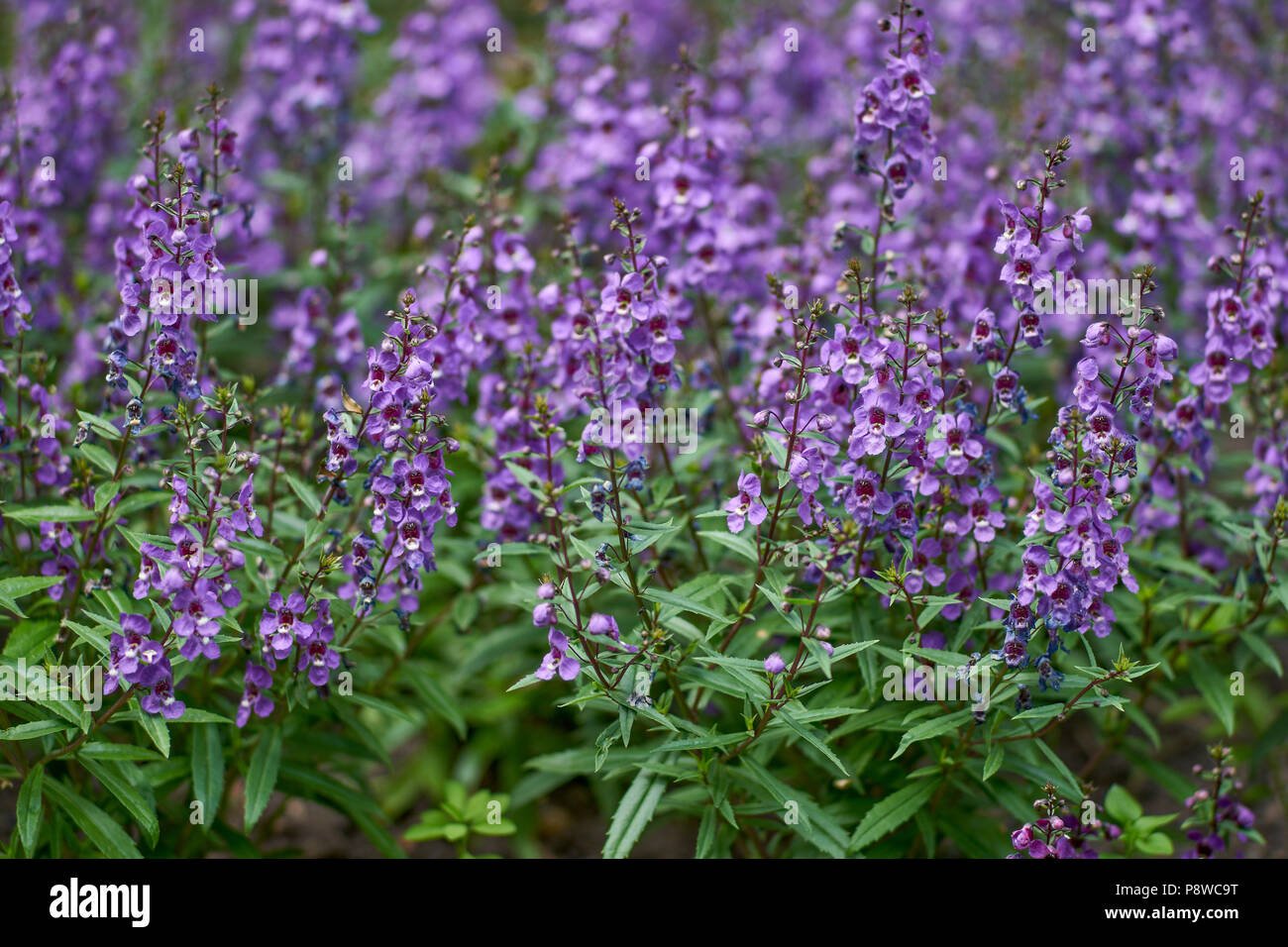 Gardneri hi-res stock photography and images - Alamy