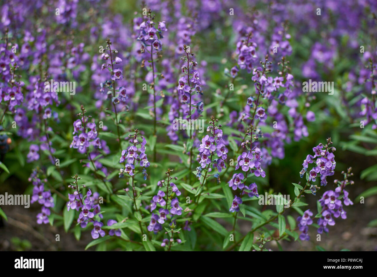 Angelonia flowers hi-res stock photography and images - Alamy