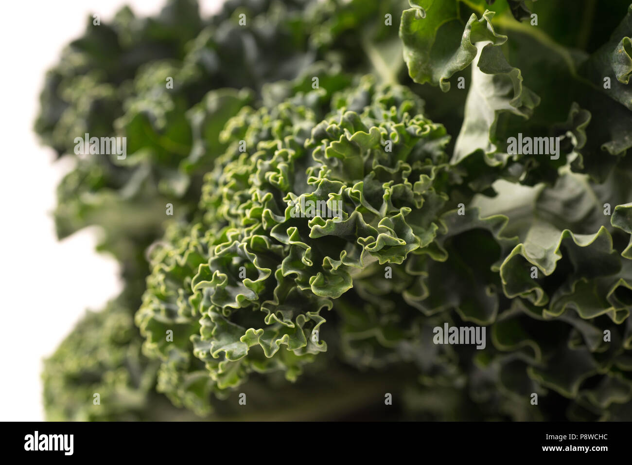 Organic green kale close up and isolated on white background Stock ...