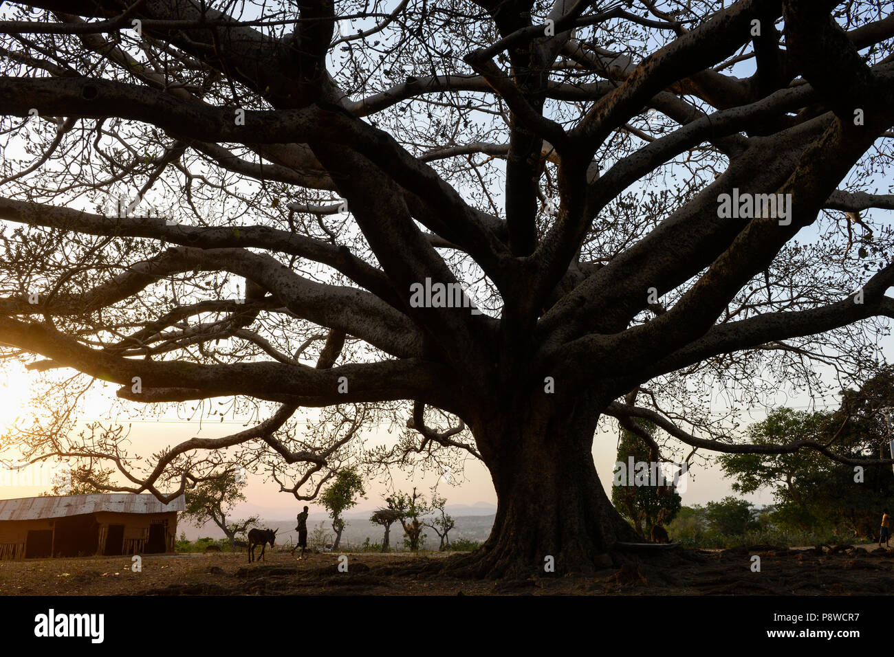 ETHIOPIA Province Benishangul-Gumuz, town Debate , large treetop at ...