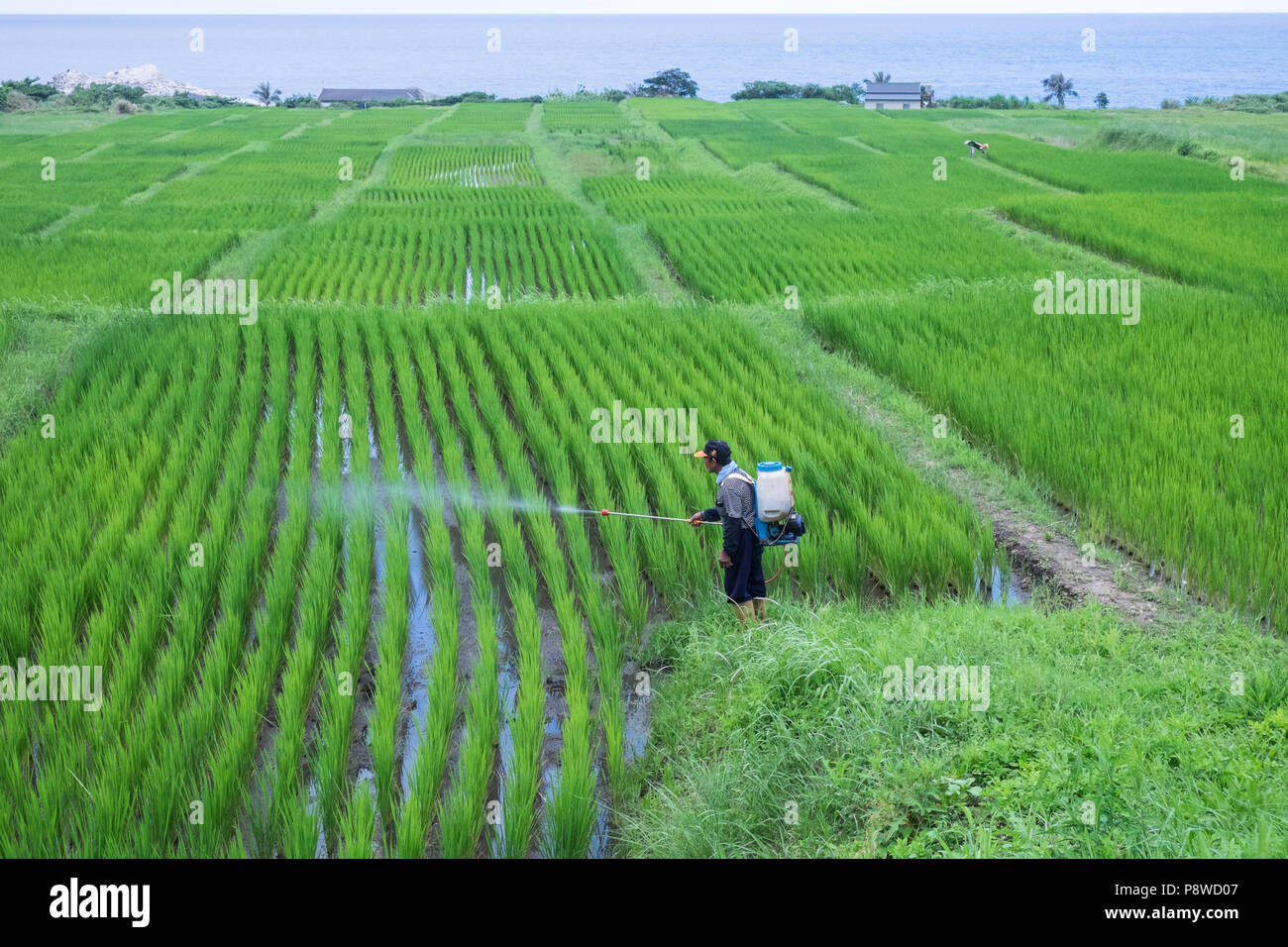 Farmer,spraying,insecticide,on,rice,rice,fields,crop,Shitiping,Route 11 ...