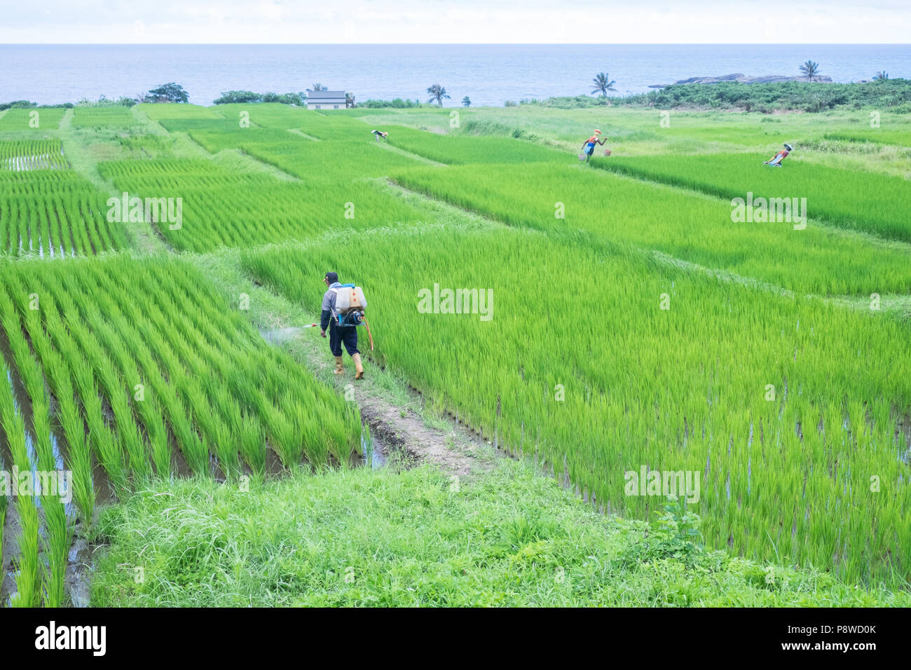 Farmer,spraying,insecticide,on,rice,rice,fields,crop,Shitiping,Route 11 ...