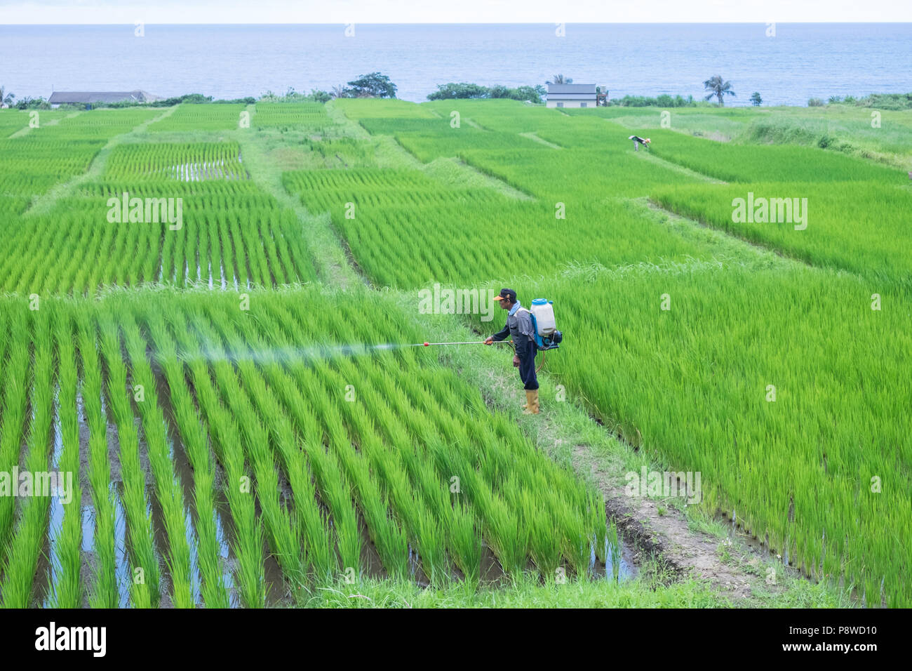 Farmer,spraying,insecticide,on,rice,rice,fields,crop,Shitiping,Route 11 ...