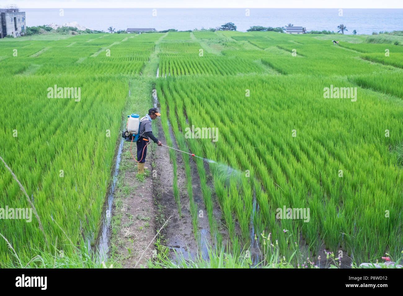 Farmer,spraying,insecticide,on,rice,rice,fields,crop,Shitiping,Route 11 ...
