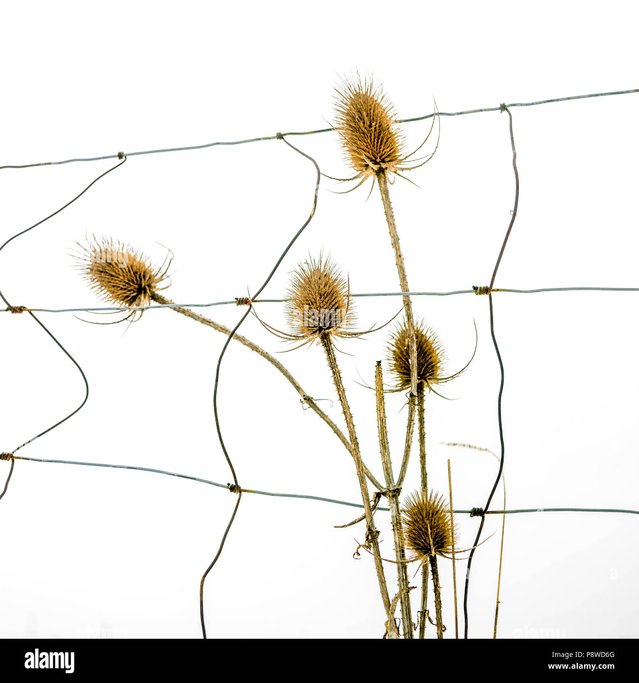 Close up of thistles entangled in a wire mesh Stock Photo - Alamy
