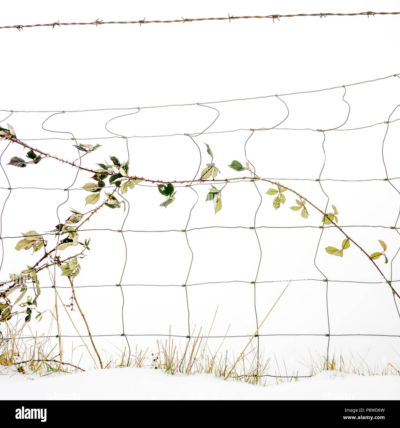 Brambles hi-res stock photography and images - Alamy